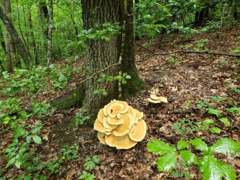 Berkeley's Polypore: Identification, Foraging, and Culinary ...