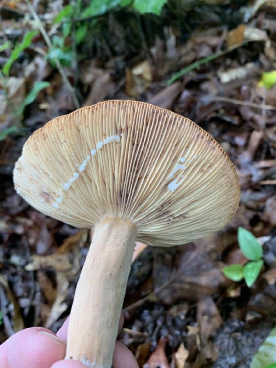 Weeping Milkcap: Identification, Foraging, and Culinary Uses - Mushroom Appreciation