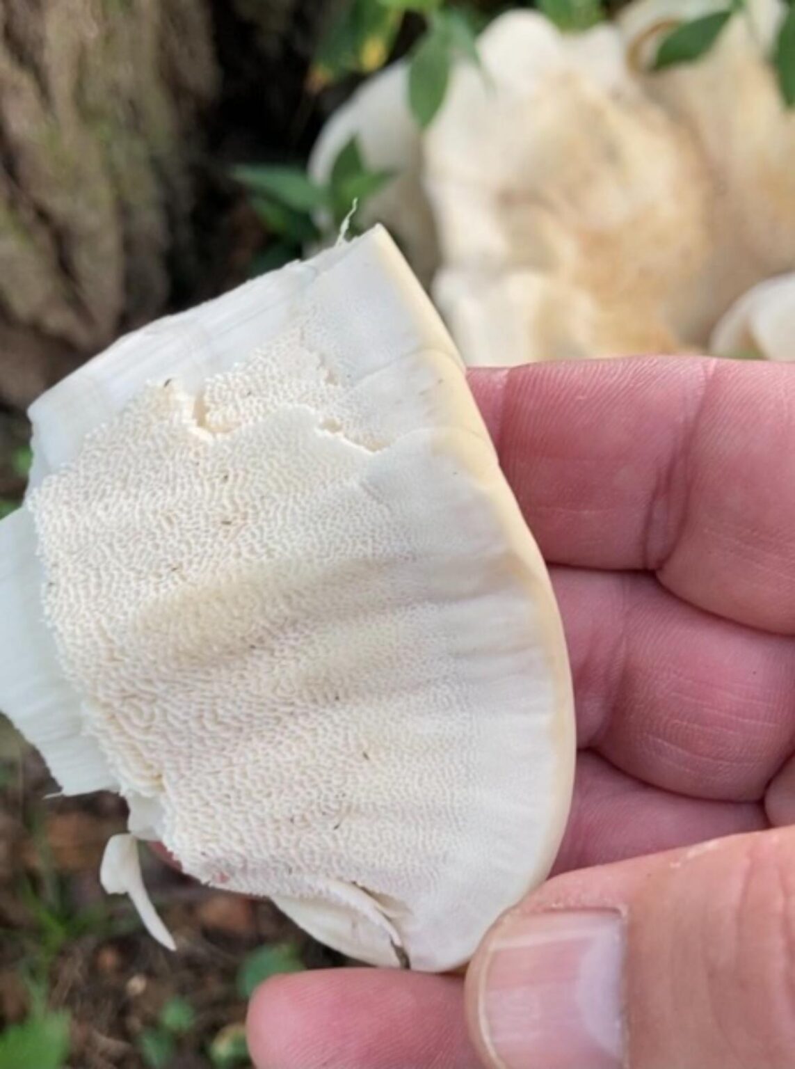 Berkeley's Polypore: Identification, Foraging, and Culinary ...