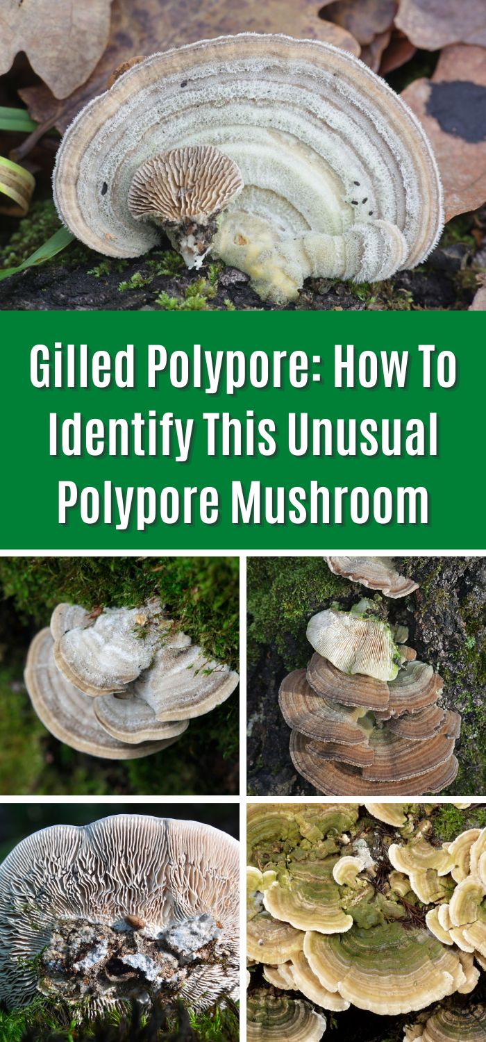 Gilled Polypore: How To Identify This Unusual Polypore Mushroom ...