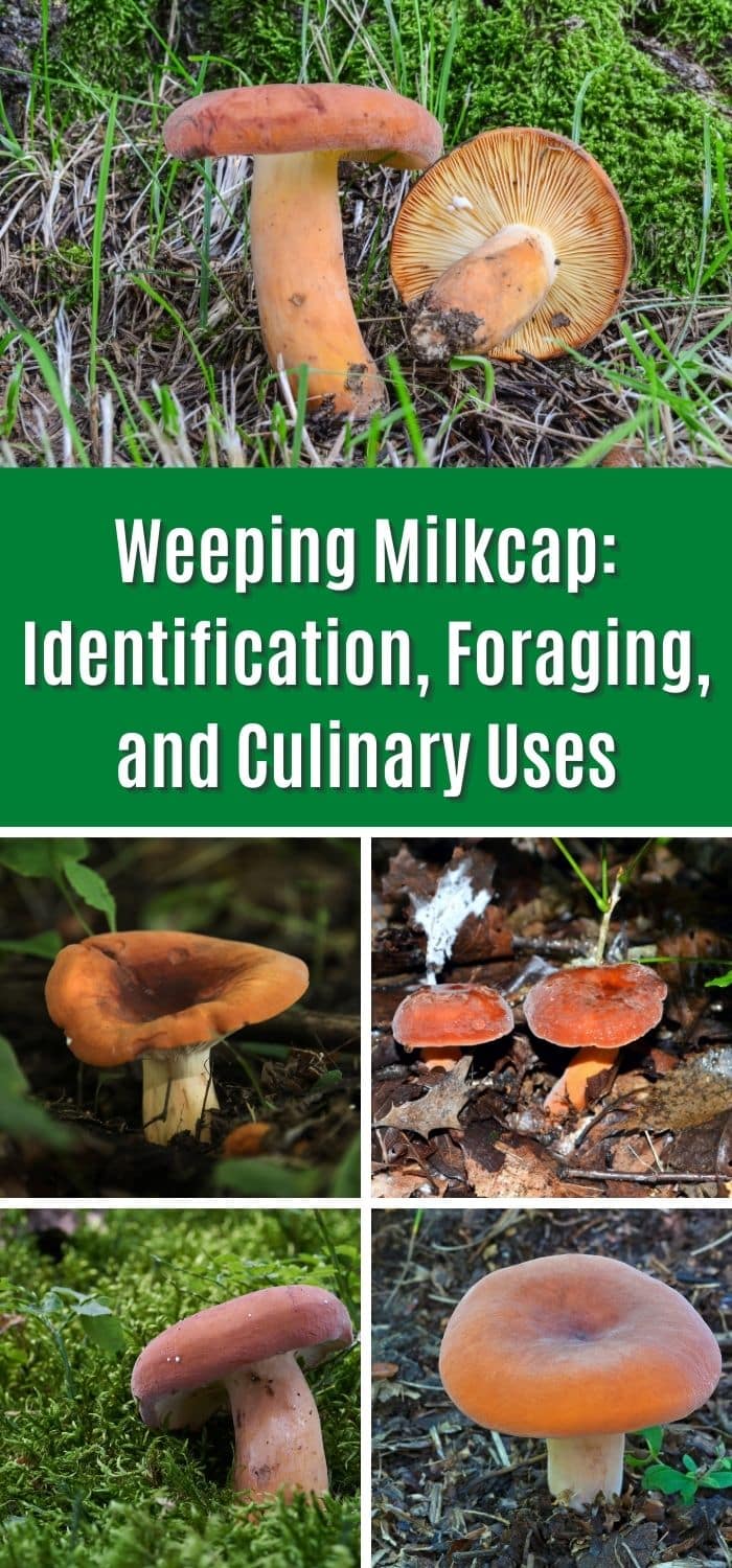 Weeping Milkcap: Identification, Foraging, and Culinary Uses - Mushroom Appreciation