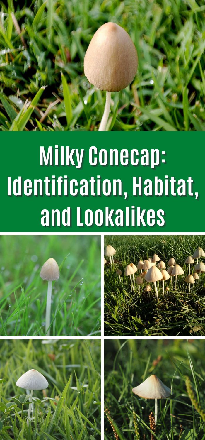 Milky Conecap: Identification, Habitat, and Lookalikes - Mushroom ...