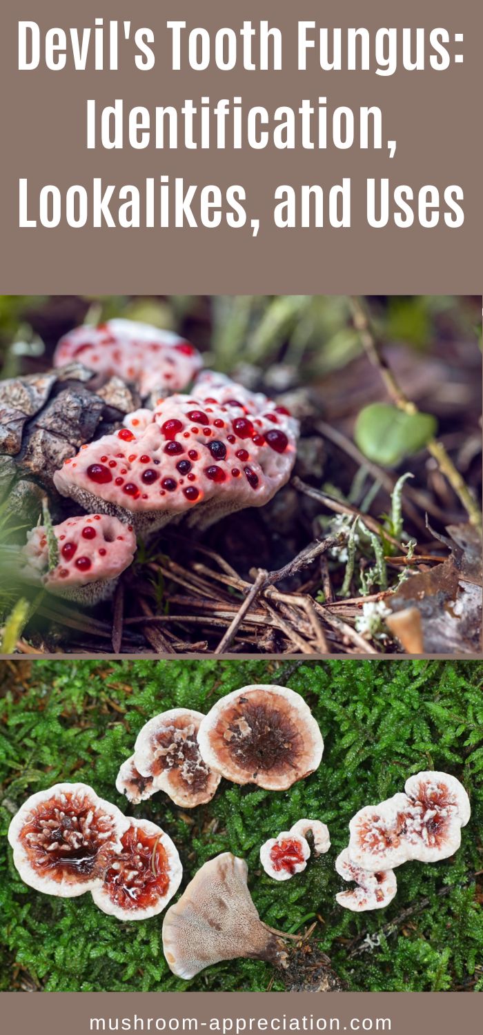 Devil's Tooth Fungus: Identification, Lookalikes, and Uses - Mushroom ...