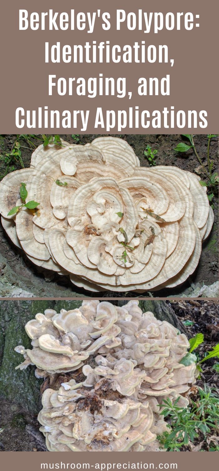 Berkeley's Polypore: Identification, Foraging, and Culinary ...