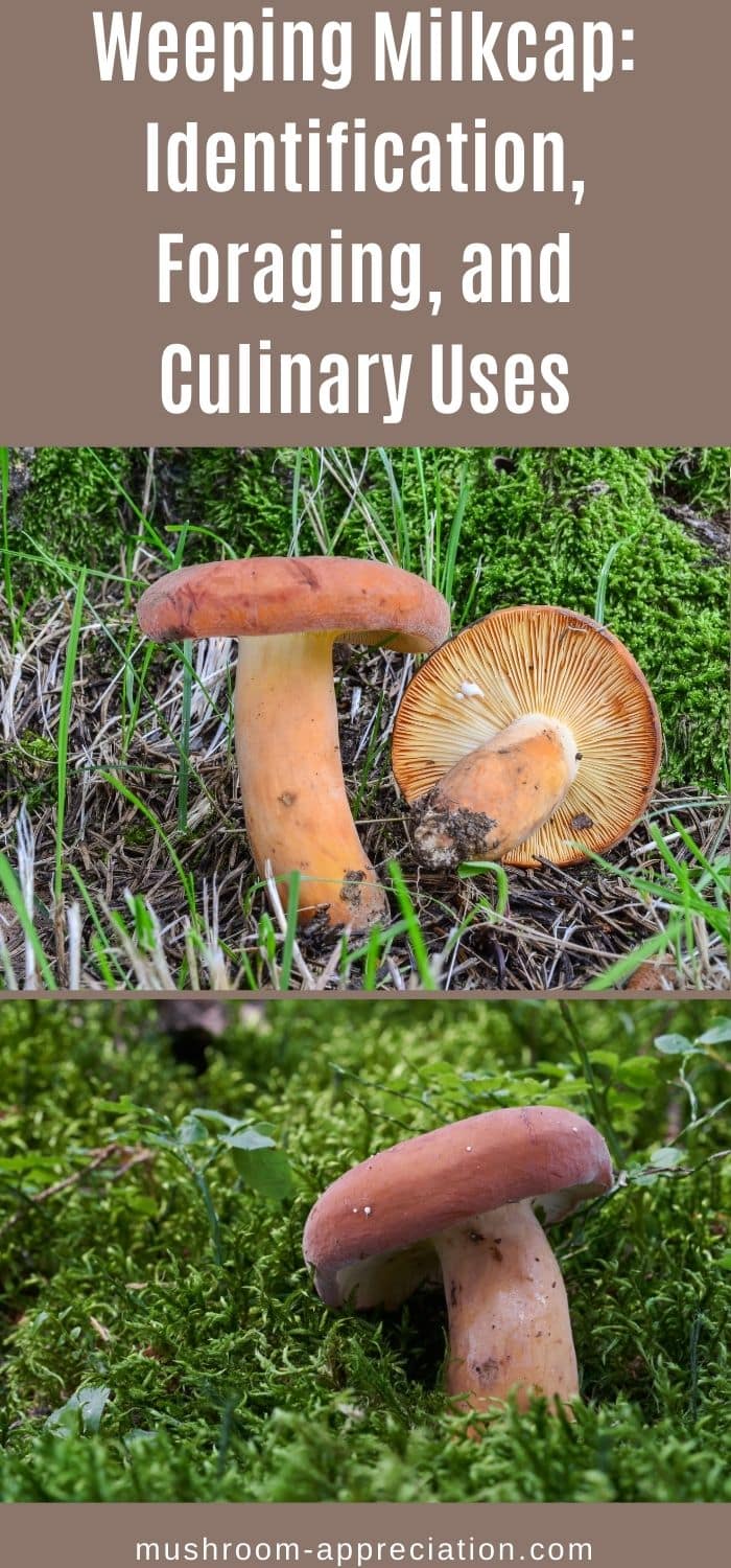 Weeping Milkcap: Identification, Foraging, and Culinary Uses - Mushroom Appreciation
