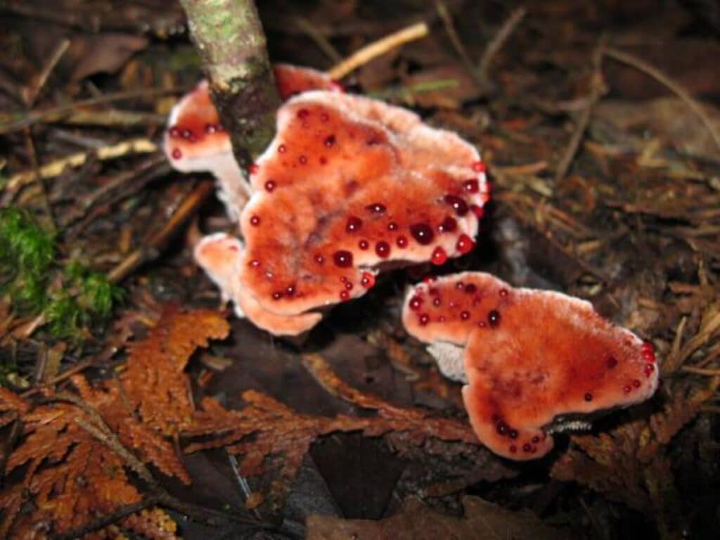 Devil's Tooth Fungus: Identification, Lookalikes, and Uses - Mushroom ...