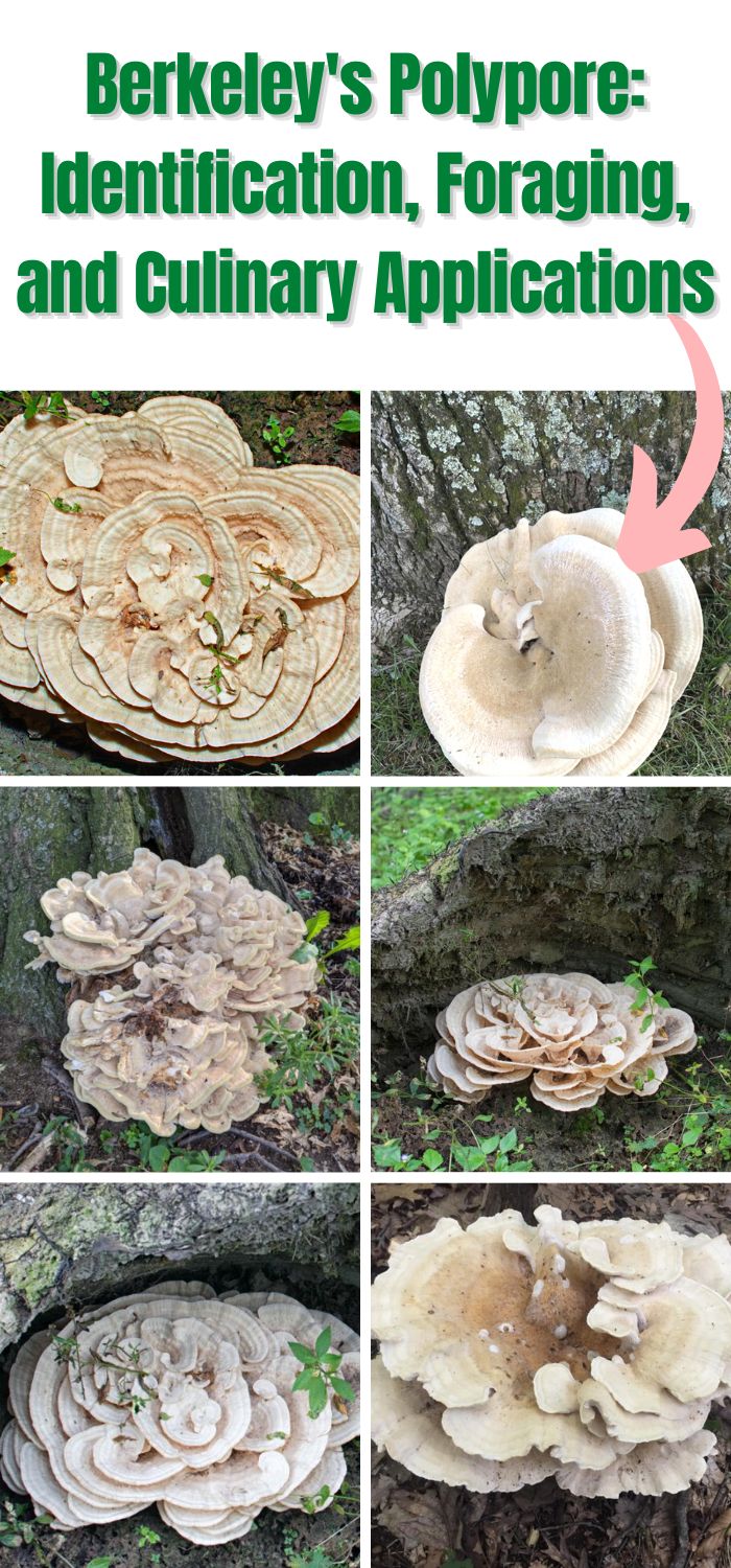 Berkeley's Polypore: Identification, Foraging, and Culinary Applications - Mushroom Appreciation