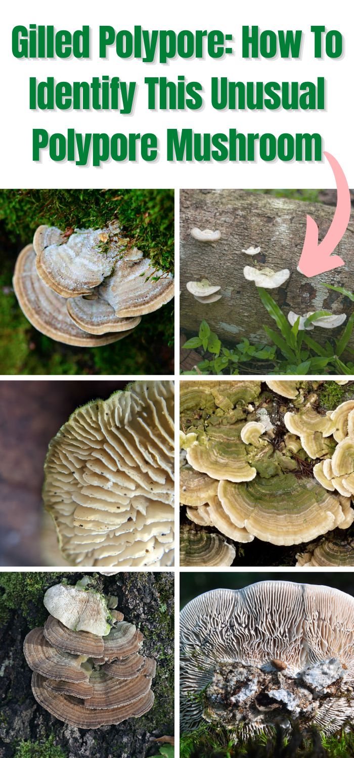 Gilled Polypore: How To Identify This Unusual Polypore Mushroom ...