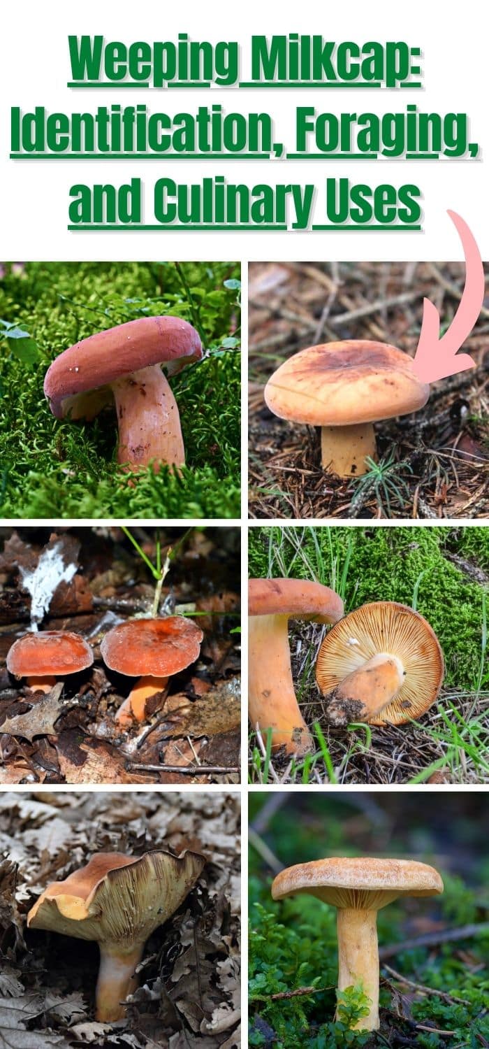 Weeping Milkcap: Identification, Foraging, and Culinary Uses - Mushroom Appreciation