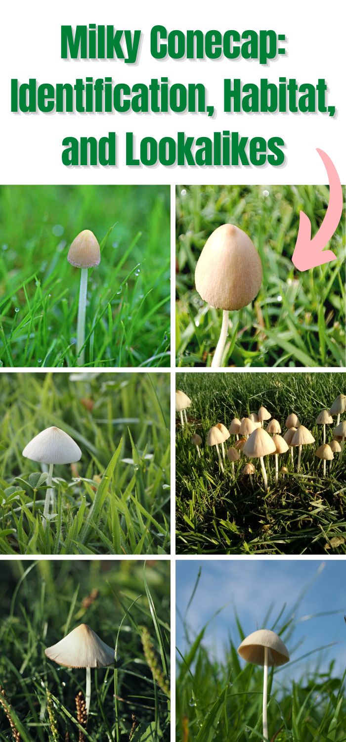 Milky Conecap: Identification, Habitat, and Lookalikes - Mushroom ...
