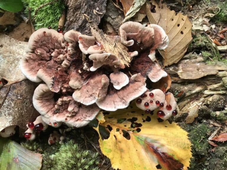 Devil's Tooth Fungus: Identification, Lookalikes, and Uses - Mushroom ...