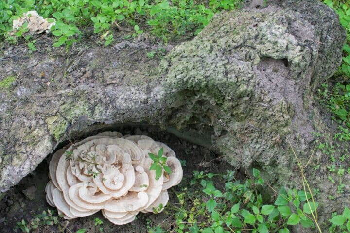 Berkeley's Polypore: Identification, Foraging, and Culinary ...