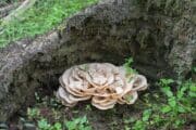 Introduction To Polypores: The Top 14 Edible and Medicinal Polypore ...