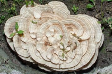 Berkeley's Polypore: Identification, Foraging, and Culinary ...