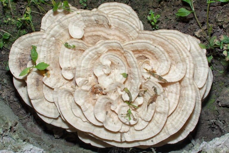 Berkeley's Polypore: Identification, Foraging, and Culinary ...