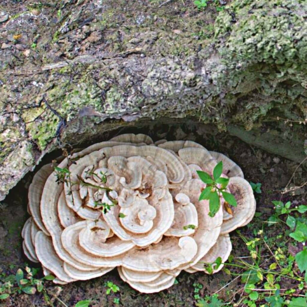 Edible Mushrooms - Mushroom Appreciation