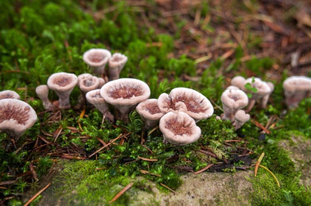 Devil's Tooth Fungus: Identification, Lookalikes, and Uses - Mushroom ...