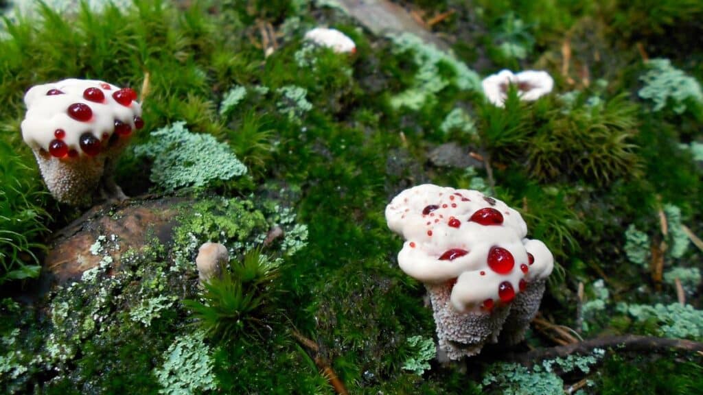 Devil's Tooth Fungus: Identification, Lookalikes, and Uses - Mushroom ...
