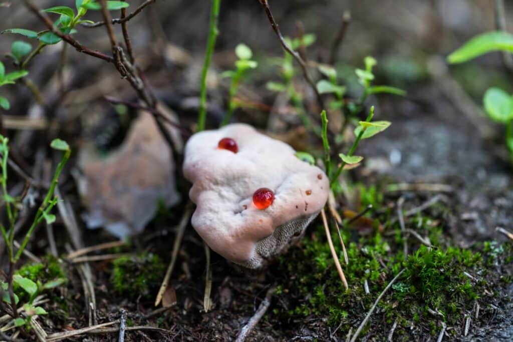Devil's Tooth Fungus: Identification, Lookalikes, and Uses - Mushroom ...