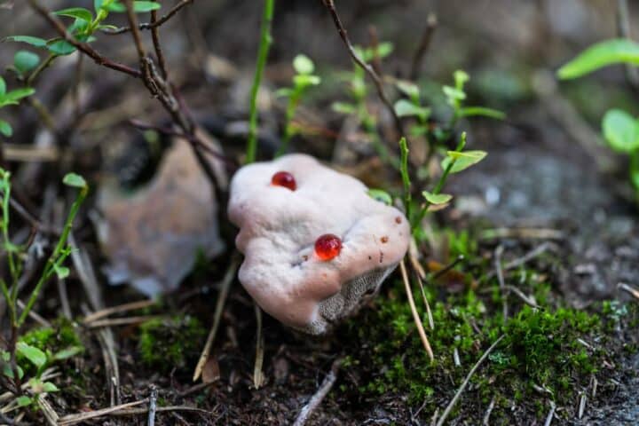 Devil's Tooth Fungus: Identification, Lookalikes, and Uses - Mushroom ...