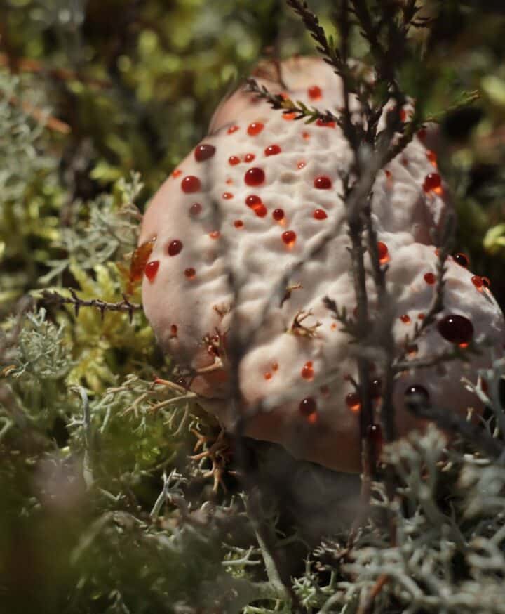 Devil's Tooth Fungus: Identification, Lookalikes, and Uses - Mushroom ...