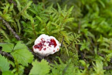 Devil's Tooth Fungus: Identification, Lookalikes, and Uses - Mushroom ...