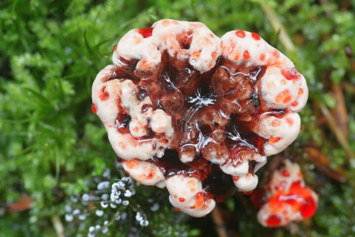 The Creepiest Fungi in North America: 13 Mushrooms To Haunt Your Dreams ...