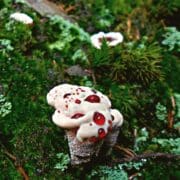 Mushroom Species - Mushroom Appreciation