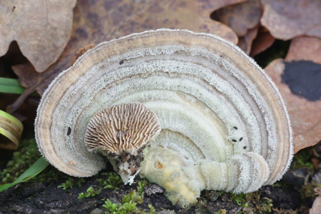 Gilled Polypore How To Identify This Unusual Polypore Mushroom