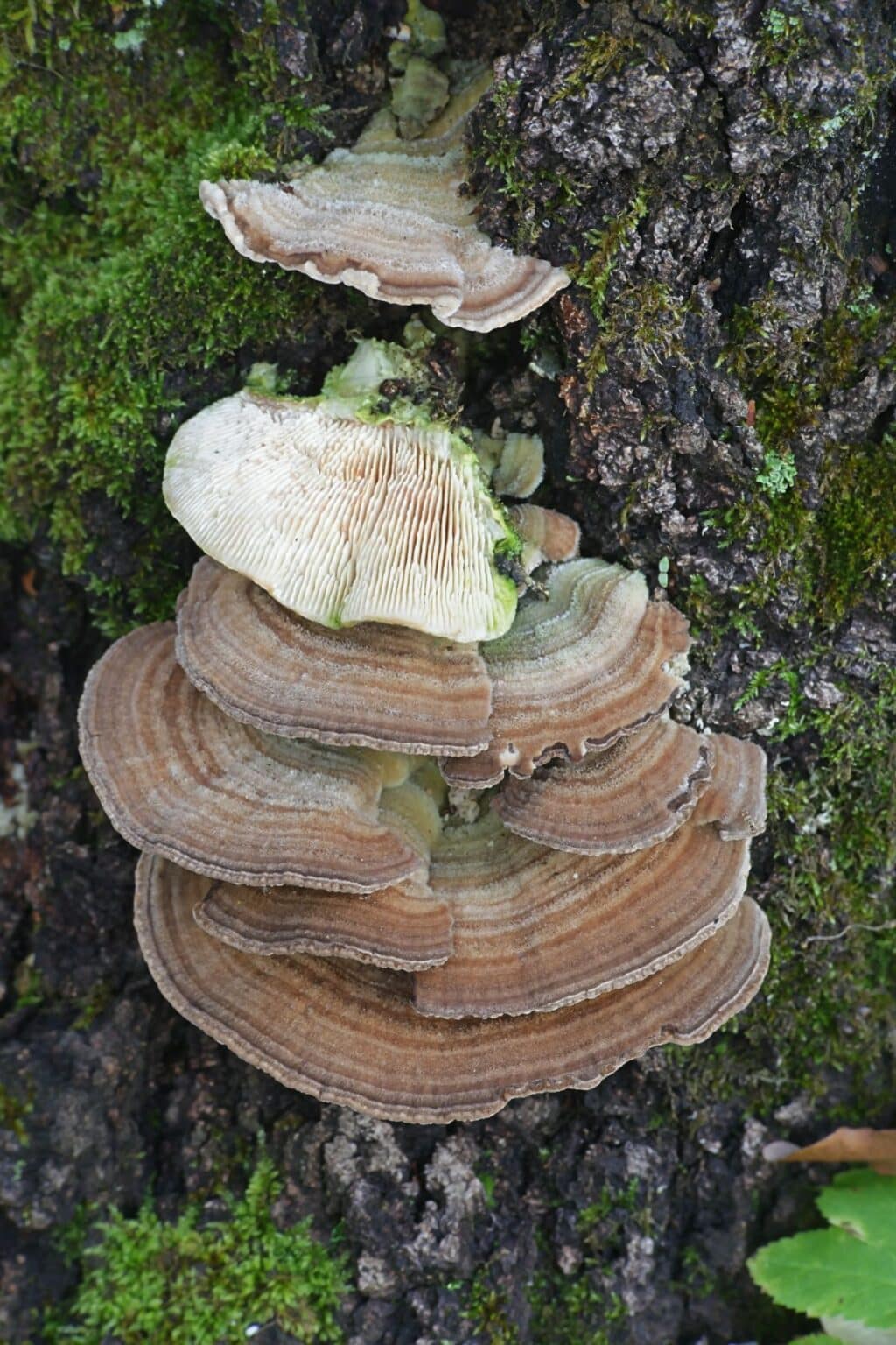 The Rusty Gilled Polypore: A Comprehensive Guide - Mushroom Appreciation
