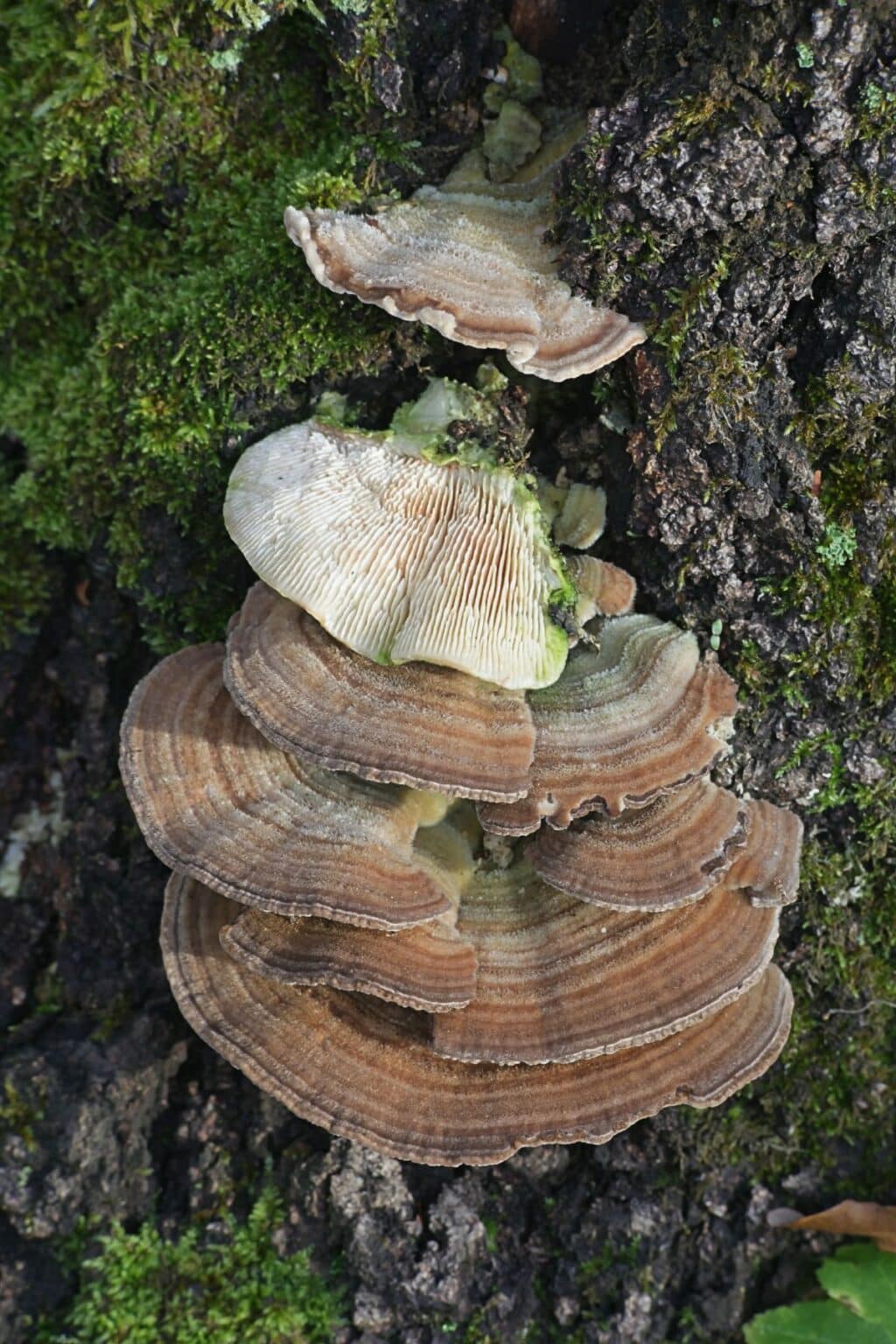 Gilled Polypore: How To Identify This Unusual Polypore Mushroom ...