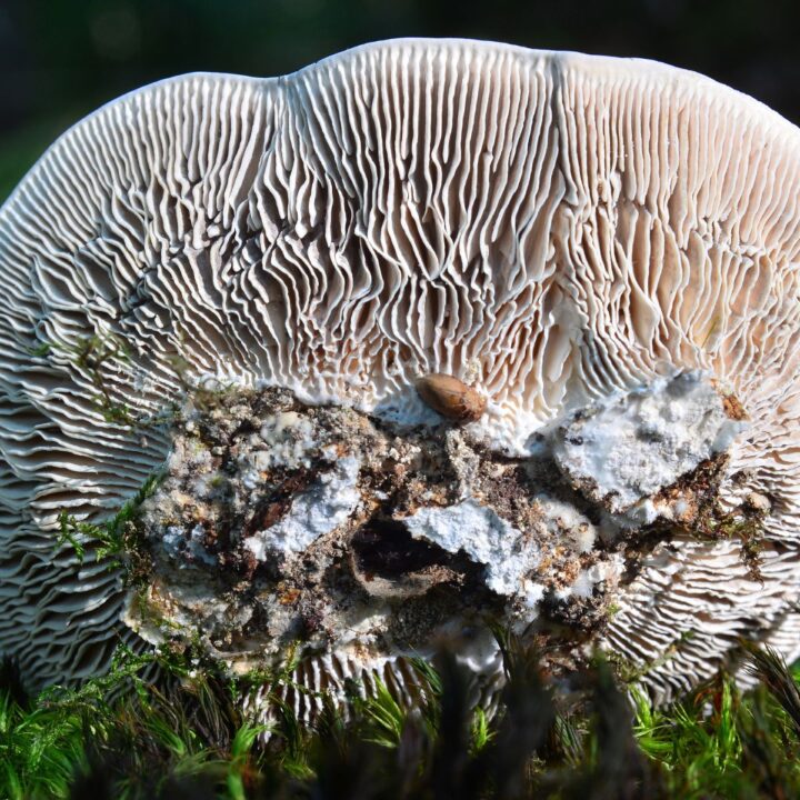 Mushroom Species - Mushroom Appreciation