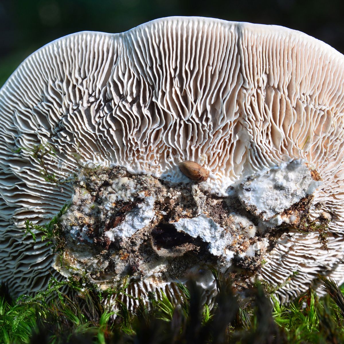 Mushroom Species - Mushroom Appreciation