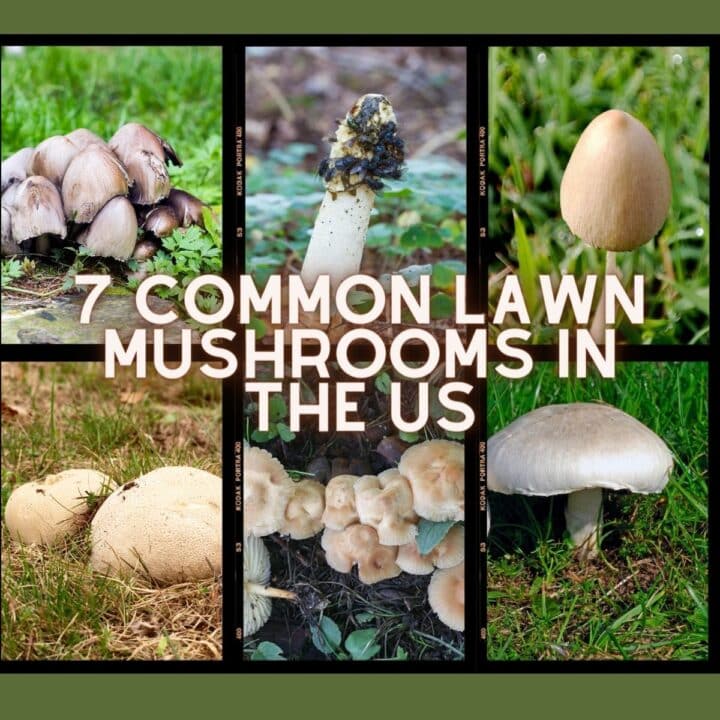 Mushroom Species - Mushroom Appreciation