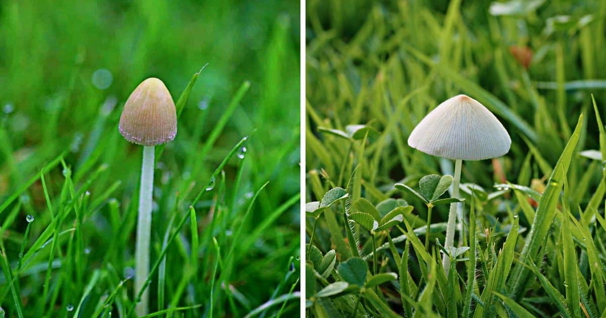 Milky Conecap: Identification, Habitat, and Lookalikes - Mushroom ...