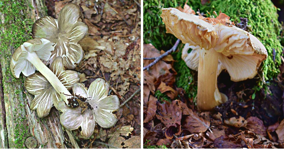 Platterful Mushroom: Identification and Foraging Guide - Mushroom ...