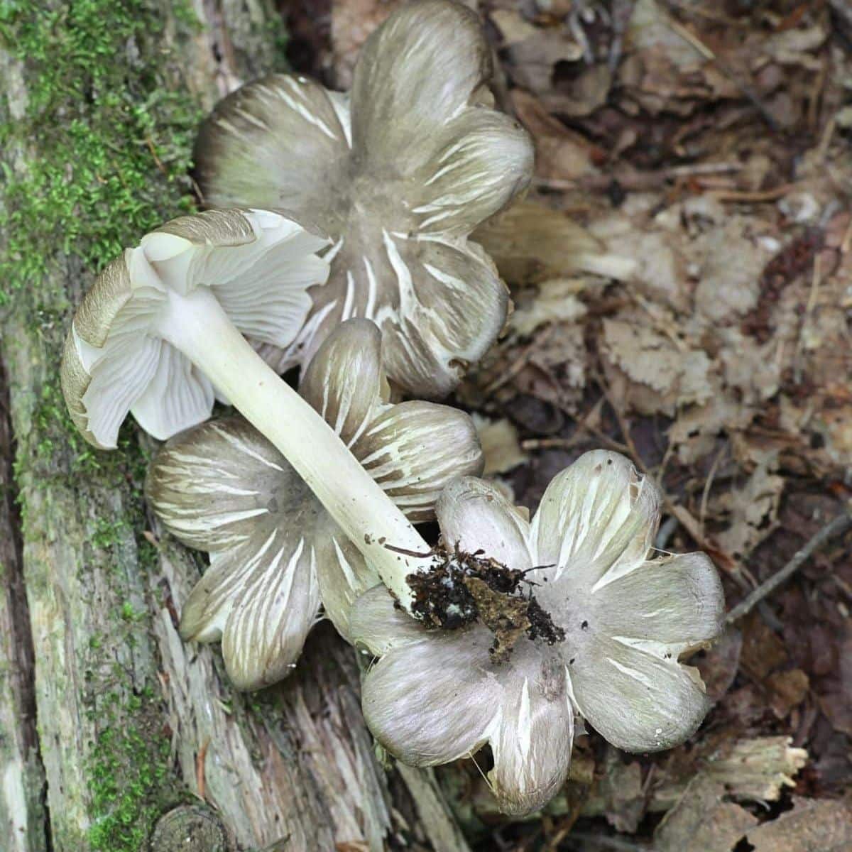 Edible Mushrooms - Mushroom Appreciation