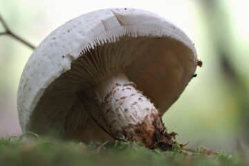 The Train Wrecker Mushroom: Identification, Foraging, and Cooking ...