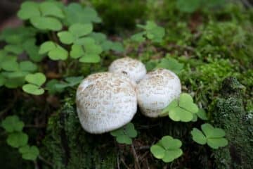 The Train Wrecker Mushroom: Identification, Foraging, and Cooking ...