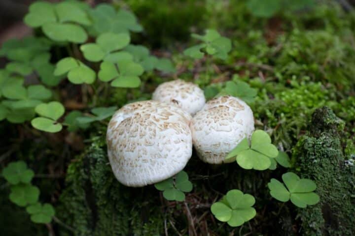 The Train Wrecker Mushroom: Identification, Foraging, and Cooking ...