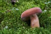 Weeping Milkcap: Identification, Foraging, and Culinary Uses - Mushroom Appreciation