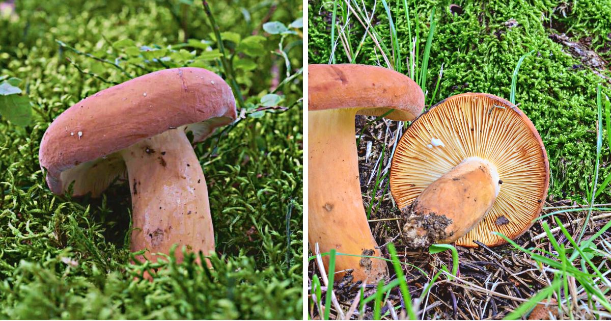Weeping Milkcap: Identification, Foraging, and Culinary Uses - Mushroom Appreciation