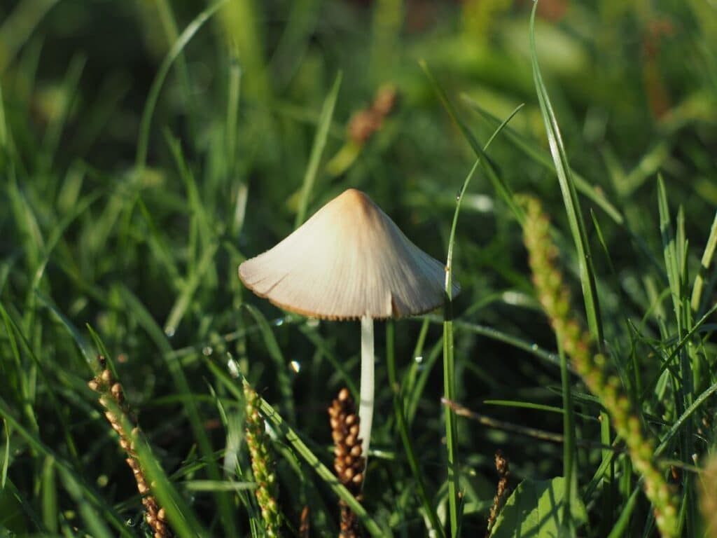 Milky Conecap: Identification, Habitat, and Lookalikes - Mushroom ...