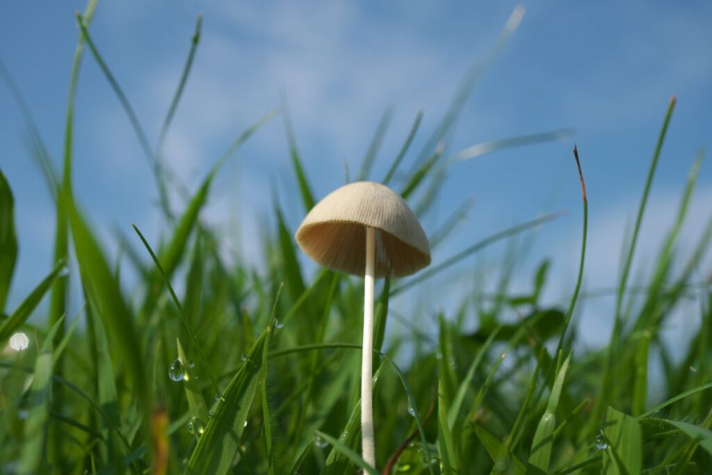 Milky Conecap: Identification, Habitat, and Lookalikes - Mushroom ...