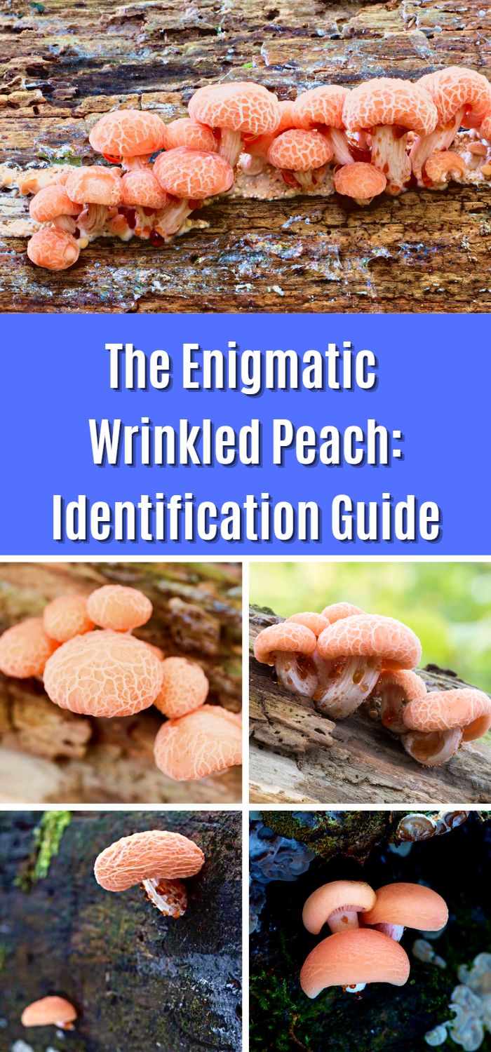 The Enigmatic Wrinkled Peach: Identification Guide - Mushroom Appreciation