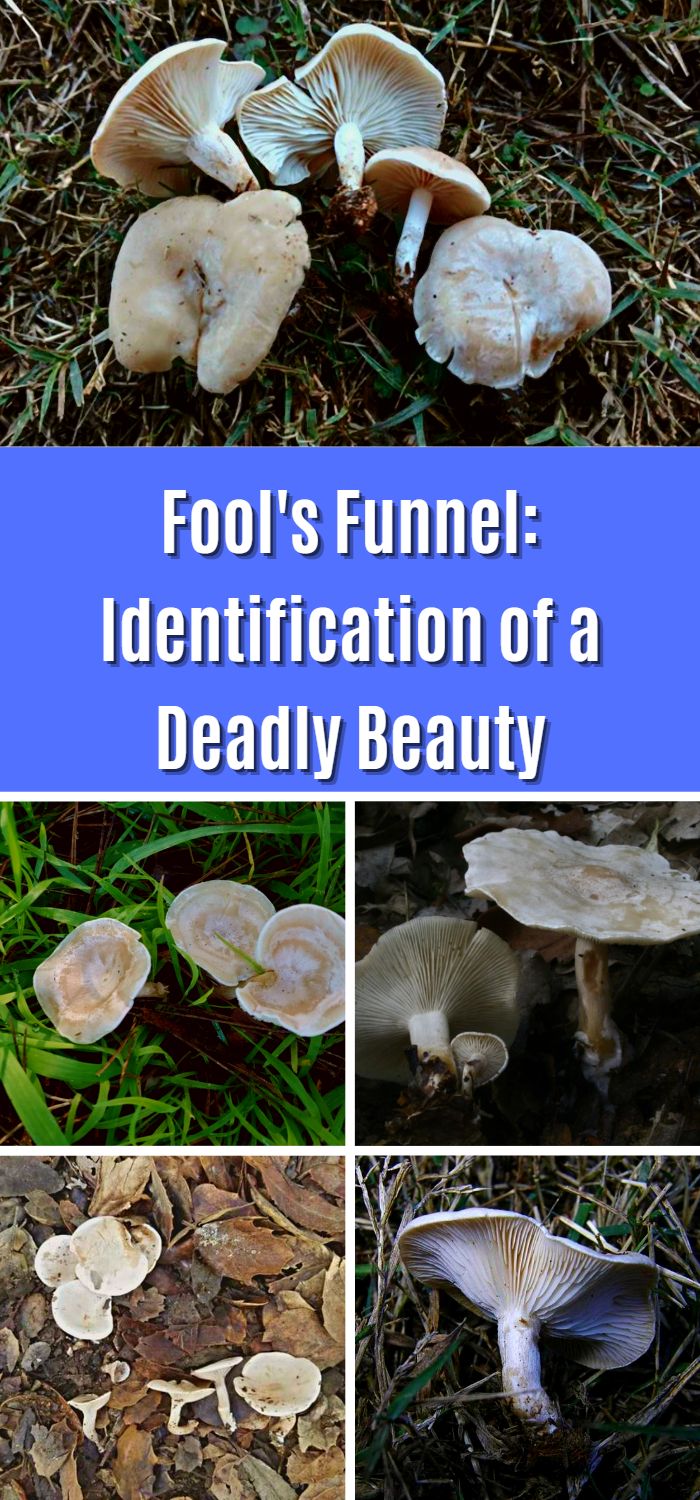 Fool's Funnel: Identification of a Deadly Beauty - Mushroom Appreciation