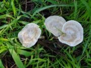 Fool's Funnel: Identification of a Deadly Beauty - Mushroom Appreciation