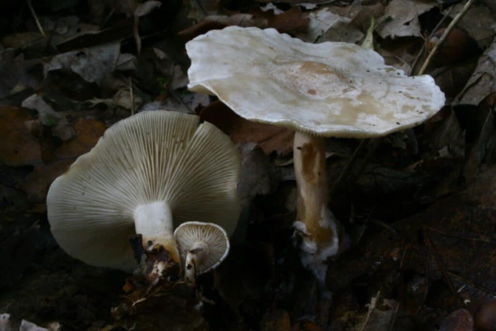 Fool's Funnel: Identification of a Deadly Beauty - Mushroom Appreciation