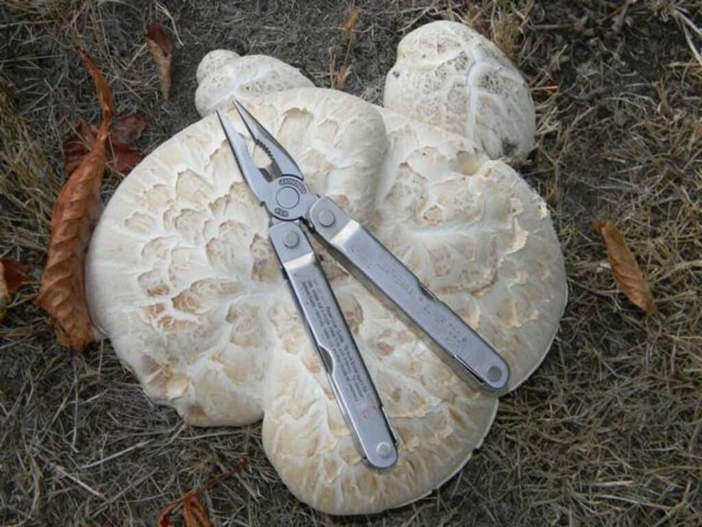 The Train Wrecker Mushroom: Identification, Foraging, and Cooking ...