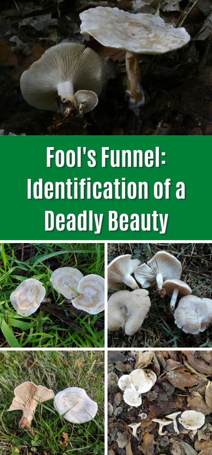 Fool's Funnel: Identification of a Deadly Beauty - Mushroom Appreciation